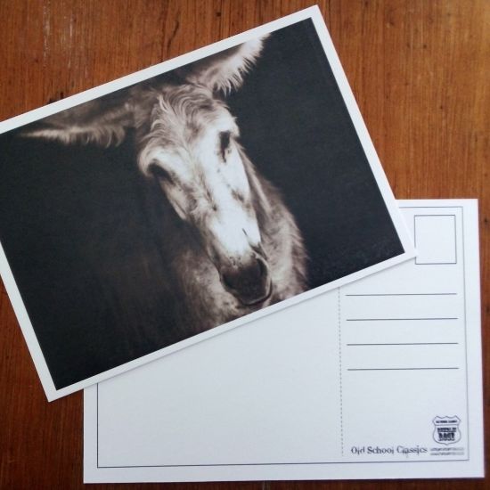 Padstal Shoppie. Postcard : Most beautiful Donkey 2